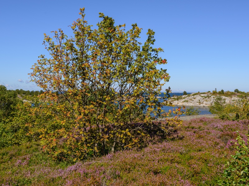 Plants of Latvia: The Complete List - Flora Fauna Fun