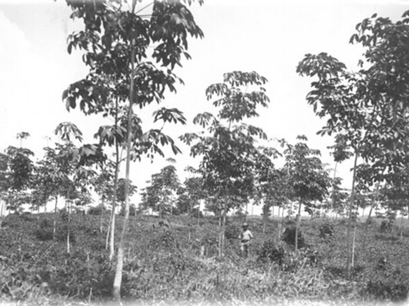 List of Trees of Cambodia - Flora Fauna Fun