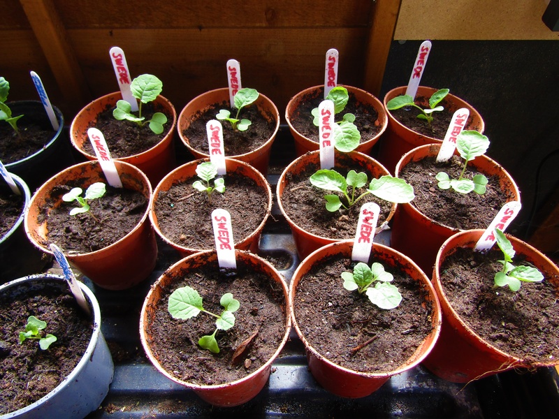 List of Huge Vegetables - Flora Fauna Fun