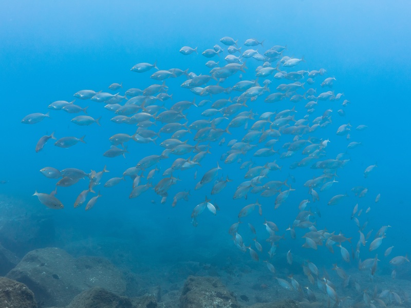 Fish of Spain: The Complete List - Flora Fauna Fun