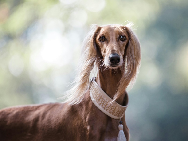 List of Light Brown Dog Breeds - Flora Fauna Fun