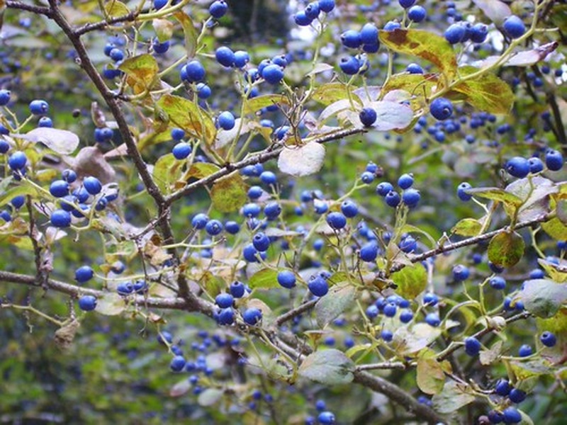 The Complete List of Blue Plants - Flora Fauna Fun