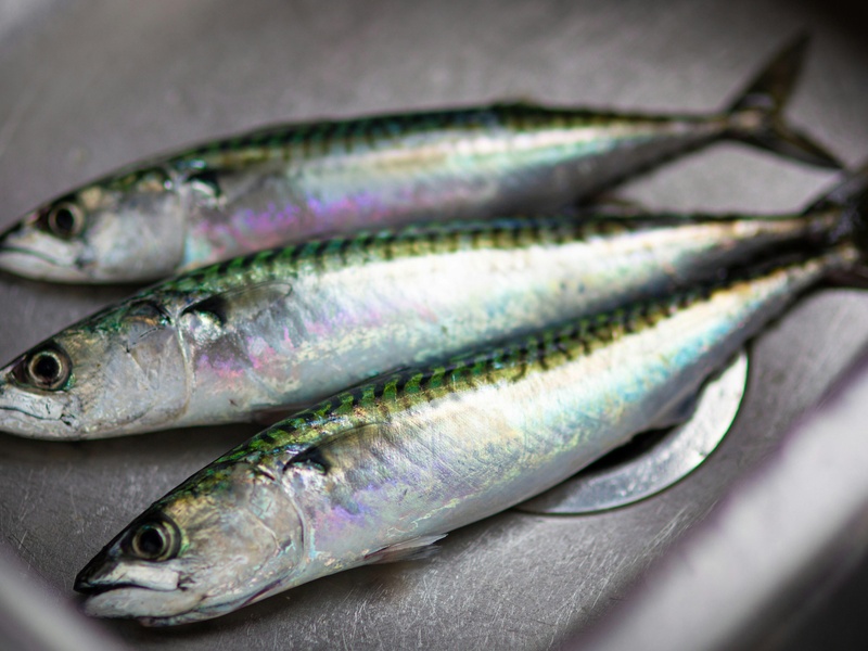 Fish of Spain: The Complete List - Flora Fauna Fun