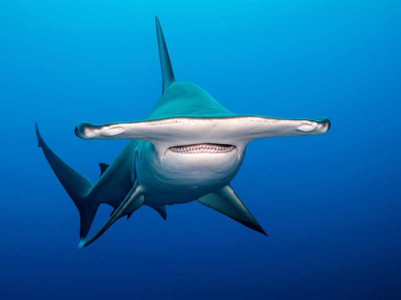 Animals Of Dominica: The Complete List - Flora Fauna Fun