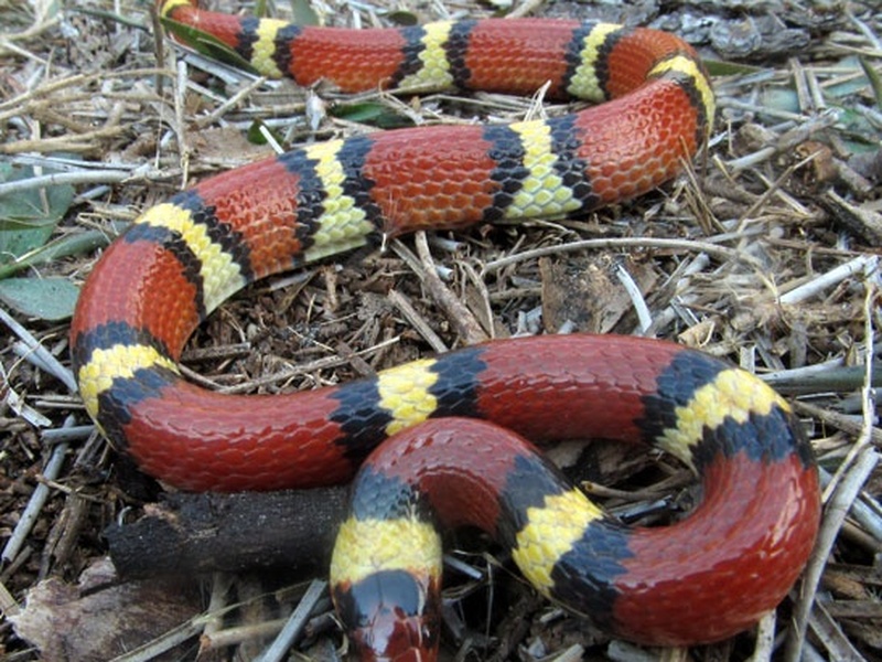 The Complete List of Colorful Snakes - Flora Fauna Fun