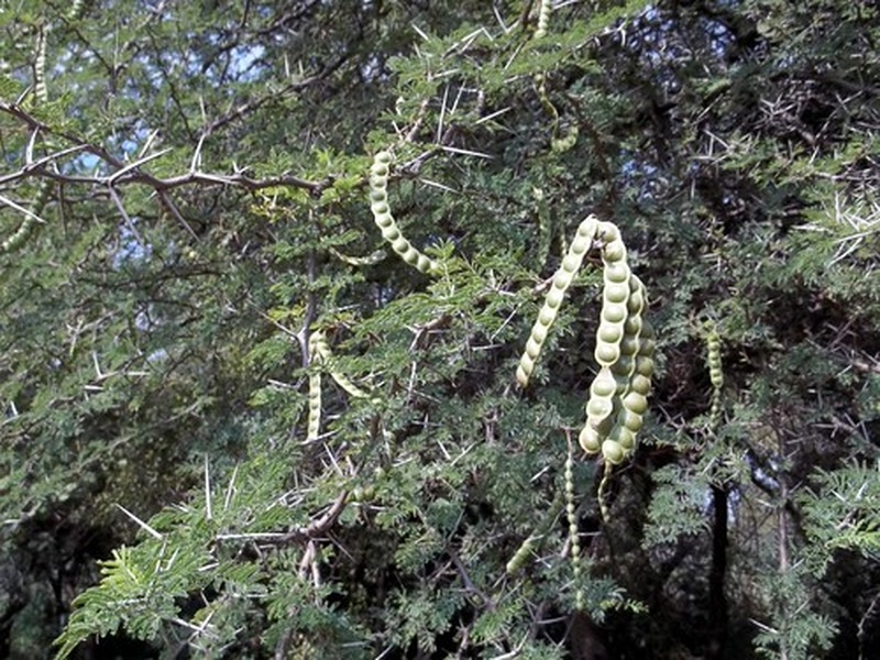 The Complete List of Trees of Senegal - Flora Fauna Fun