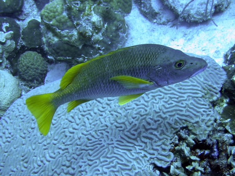 List of Fish of the Bahamas - Flora Fauna Fun