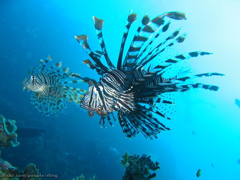 Animals Of Dominica: The Complete List - Flora Fauna Fun