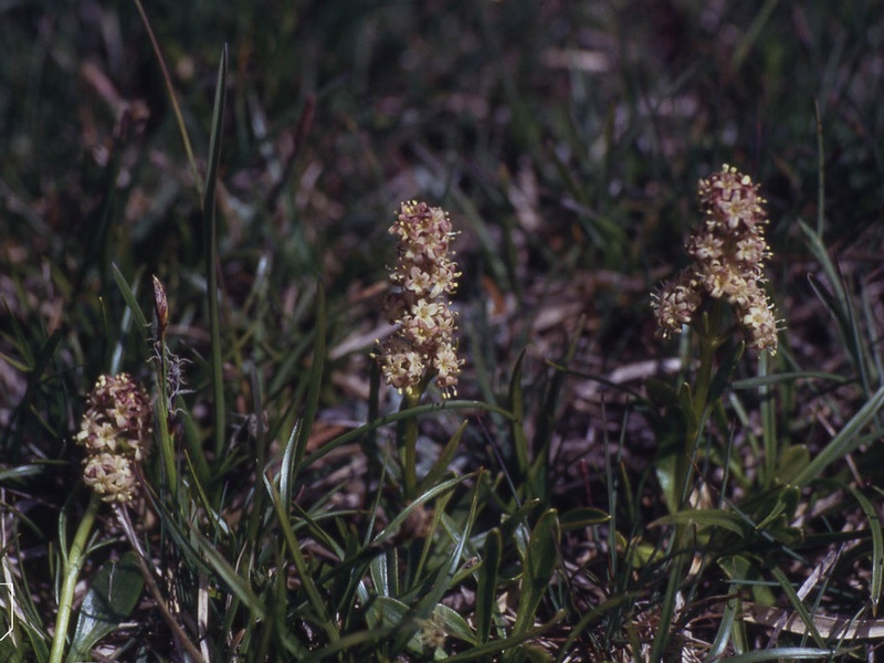 Iceland's Native Plants: The Complete List - Flora Fauna Fun
