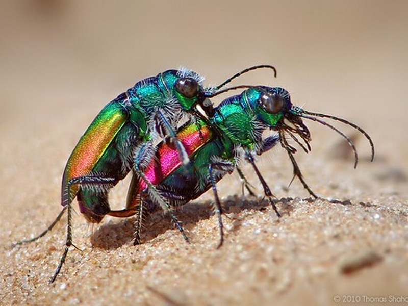 Swamp Beetles: The Complete List - Flora Fauna Fun