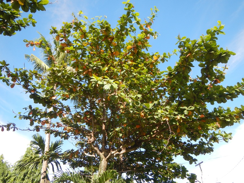 List of Trees of Malaysia - Flora Fauna Fun