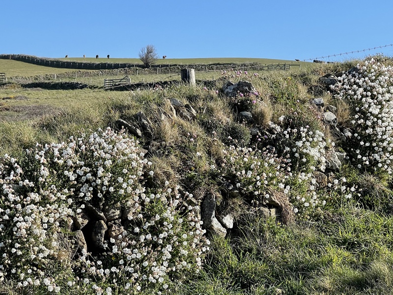 Iceland's Native Plants: The Complete List - Flora Fauna Fun