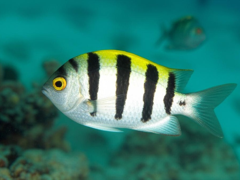 List of Fish of the Bahamas - Flora Fauna Fun