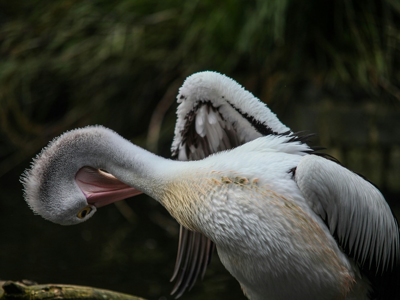 Birds of Namibia: The Complete List - Flora Fauna Fun