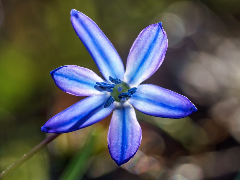 The Complete List of Blue Plants - Flora Fauna Fun