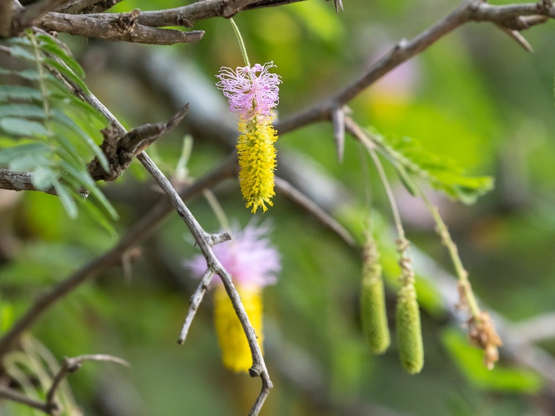 The Complete List of Trees of Senegal - Flora Fauna Fun