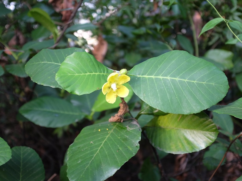 List of Trees of Malaysia - Flora Fauna Fun