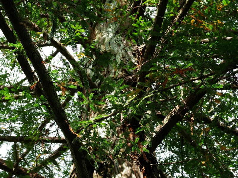 The Complete List of Trees of Senegal - Flora Fauna Fun