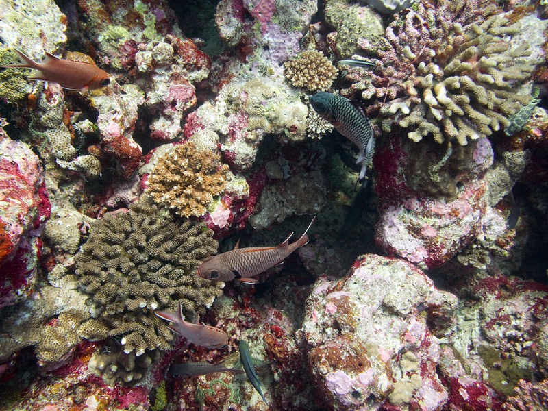 Fish Of Palau: The Complete List - Flora Fauna Fun