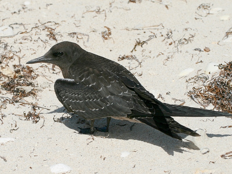Animals of Tuvalu: The Complete List - Flora Fauna Fun