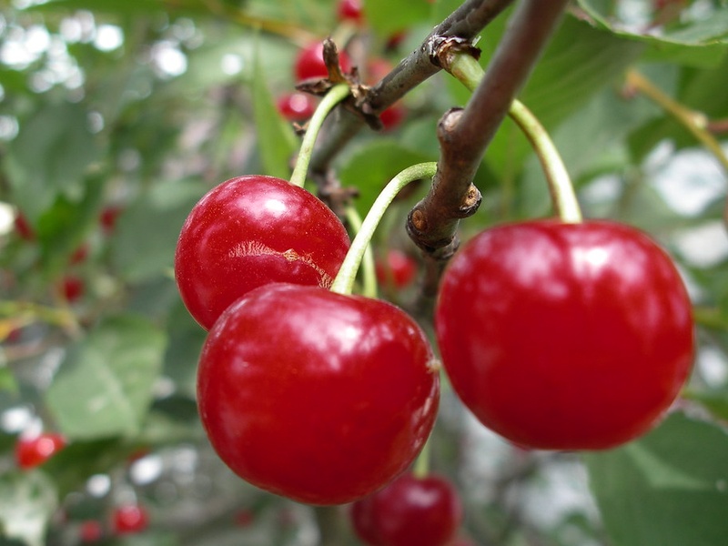 The Complete List of Fruits of Canada - Flora Fauna Fun