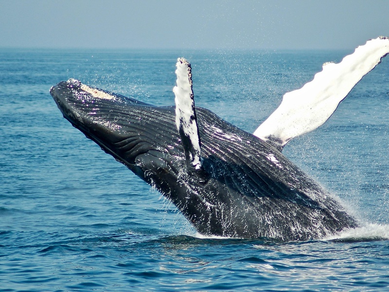 Animals Of Dominica: The Complete List - Flora Fauna Fun