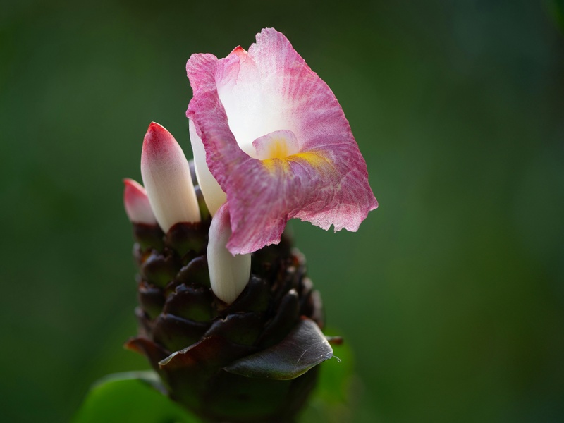 Flowers of Ecuador: The Complete List - Flora Fauna Fun