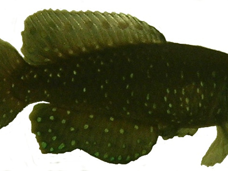 The Complete List of Fish of Zambia - Flora Fauna Fun