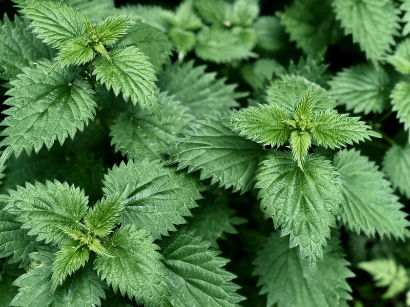 List of Plants of Canada - Flora Fauna Fun