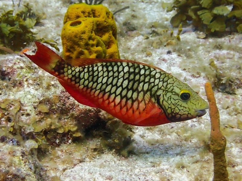 Animals Of Dominica: The Complete List - Flora Fauna Fun