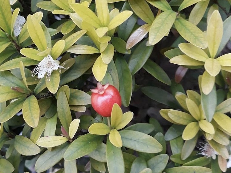 List of Trees Of Belize - Flora Fauna Fun