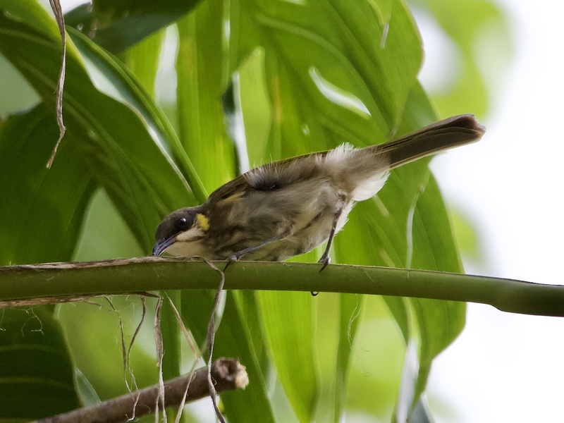 East Timor's Native Animals: The Complete List - Flora Fauna Fun