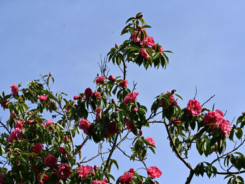List of Rare Red Flowers - Flora Fauna Fun