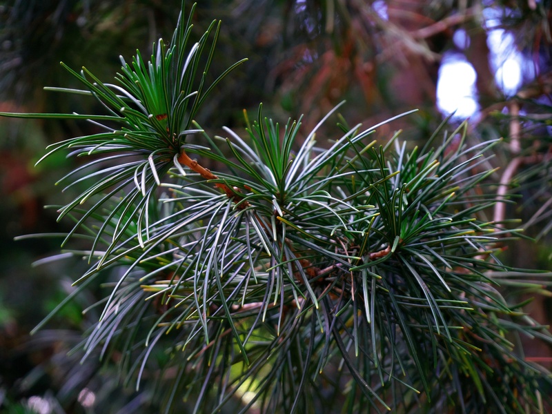 List of Trees of Cambodia - Flora Fauna Fun