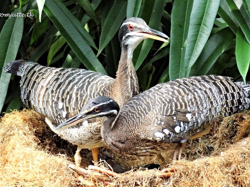 Birds Of Peru: The Complete List - Flora Fauna Fun