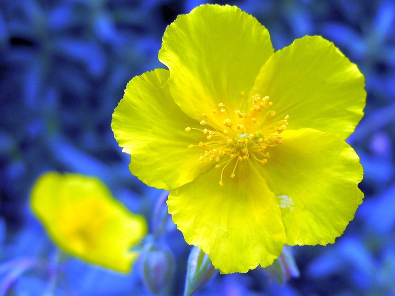 Flowers of Ecuador: The Complete List - Flora Fauna Fun