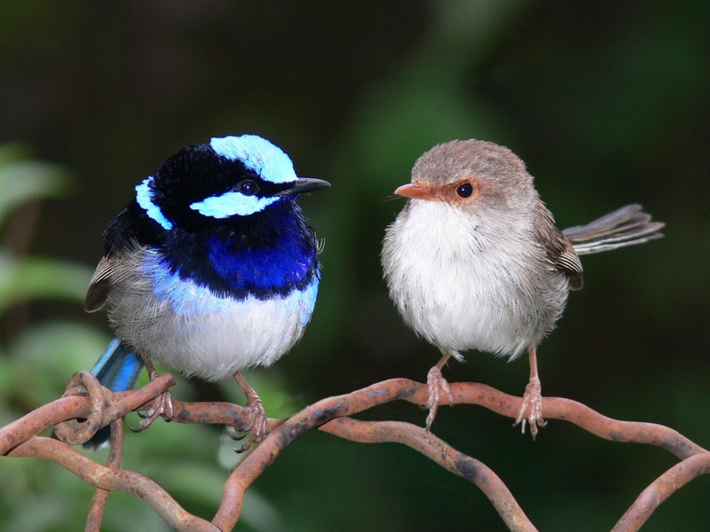 The Complete List of Cute Blue Animals - Flora Fauna Fun