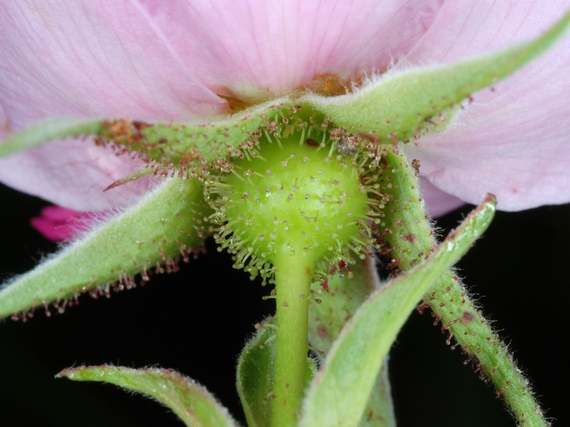 Wetland Flowers: The Complete List - Flora Fauna Fun