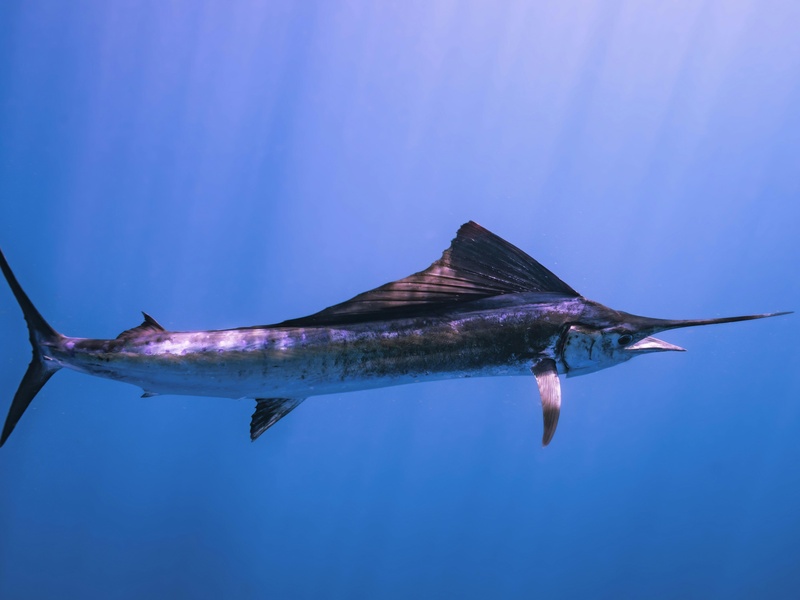 Fish of Spain: The Complete List - Flora Fauna Fun