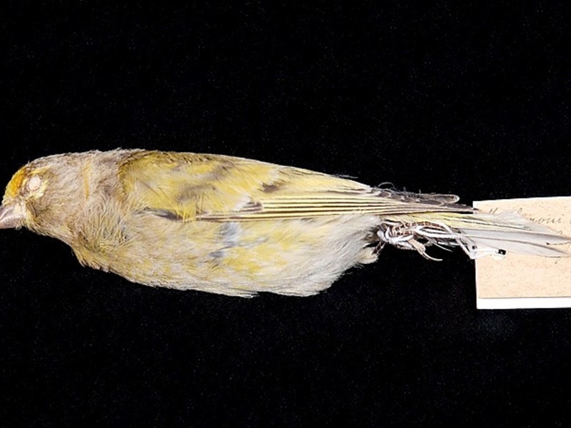 List of Rare Animals in Syria - Flora Fauna Fun