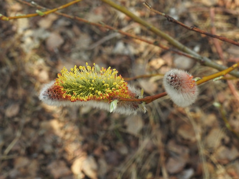 Iceland's Native Plants: The Complete List - Flora Fauna Fun