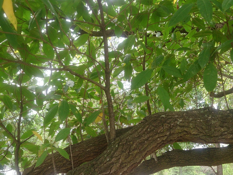 List of Trees of Malaysia - Flora Fauna Fun