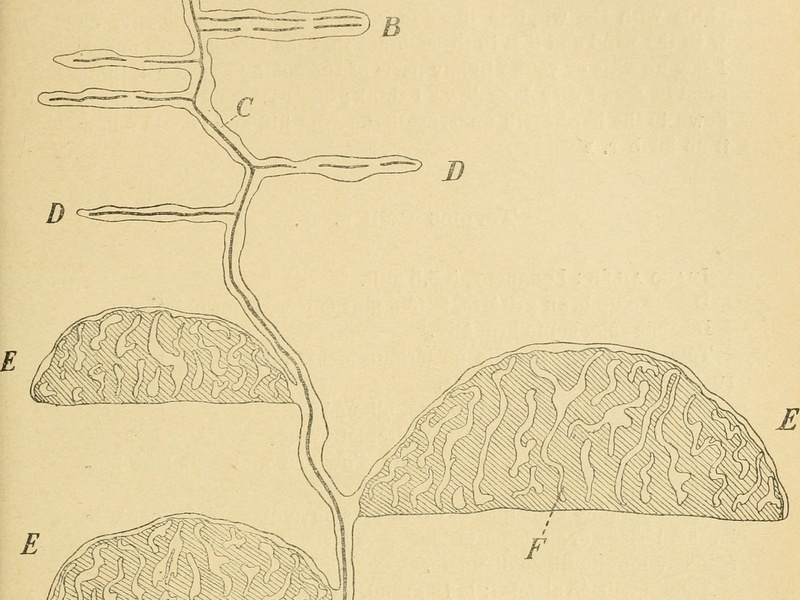 List of Savanna Decomposers - Flora Fauna Fun