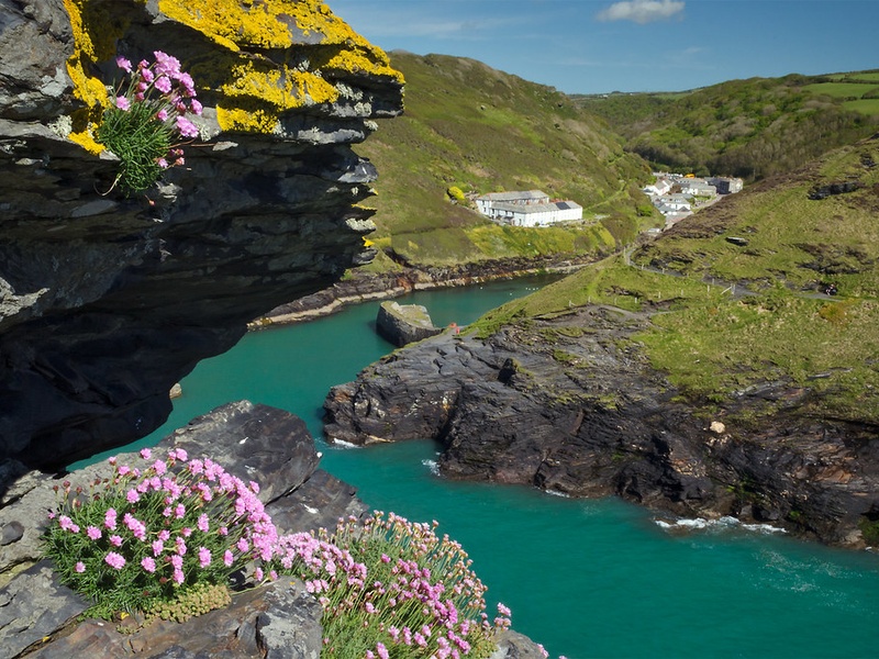 Iceland's Native Plants: The Complete List - Flora Fauna Fun