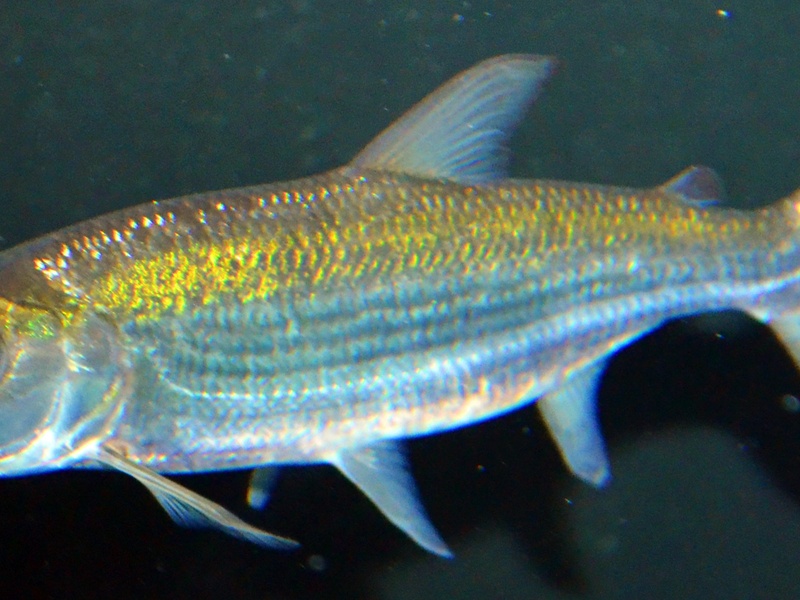 The Complete List of Fish of Zambia - Flora Fauna Fun