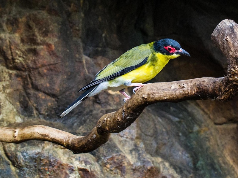 East Timor's Native Animals: The Complete List - Flora Fauna Fun