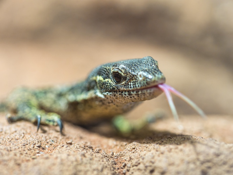 East Timor's Native Animals: The Complete List - Flora Fauna Fun