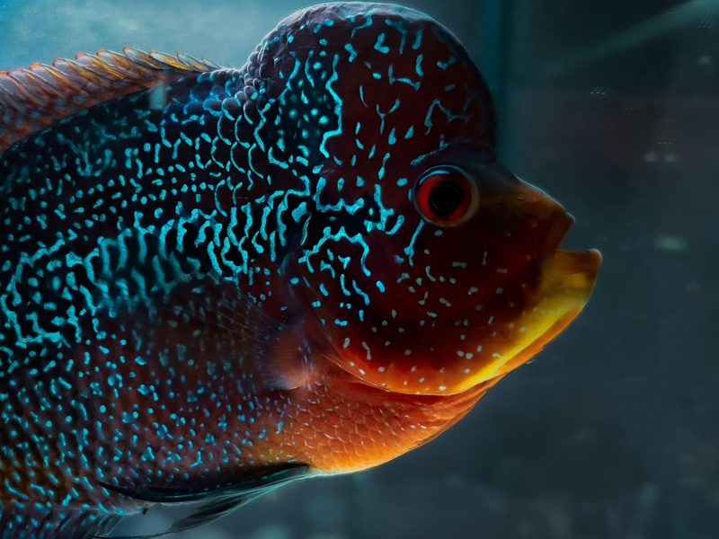 Animals of Tuvalu: The Complete List - Flora Fauna Fun