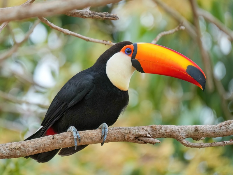 Birds Of Peru: The Complete List - Flora Fauna Fun
