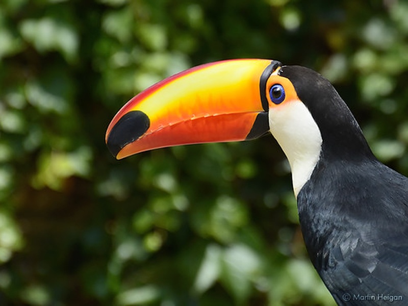 Venezuela's Native Animals: The Complete List - Flora Fauna Fun